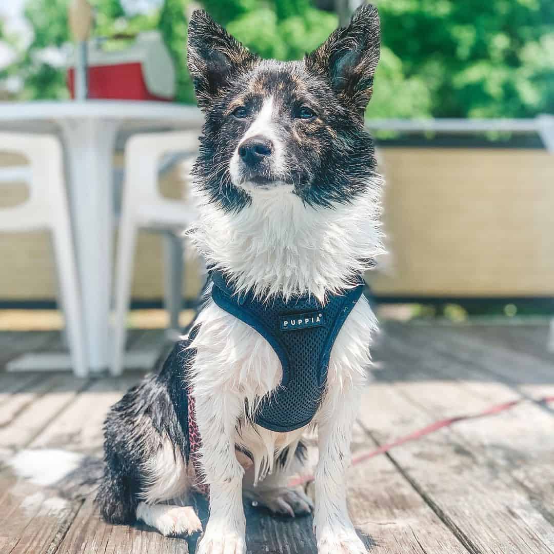 The Shetland Sheepdog: What to know about the Sheltie - K9 Web