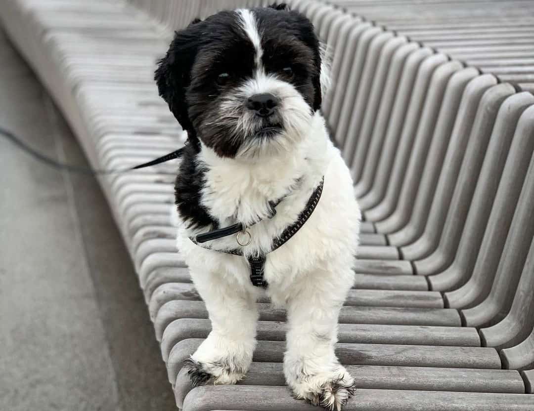 All the things you should know about the Shih Tzu mixes - K9 Web