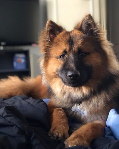 Is the German Shepherd Chow mix the best guard dog? - K9 Web