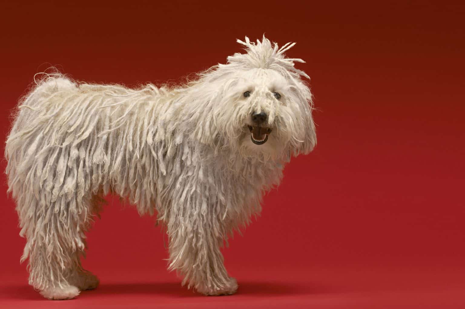 Meet the Komondor: Fun Facts About Your Unique and Faithful Guardian ...