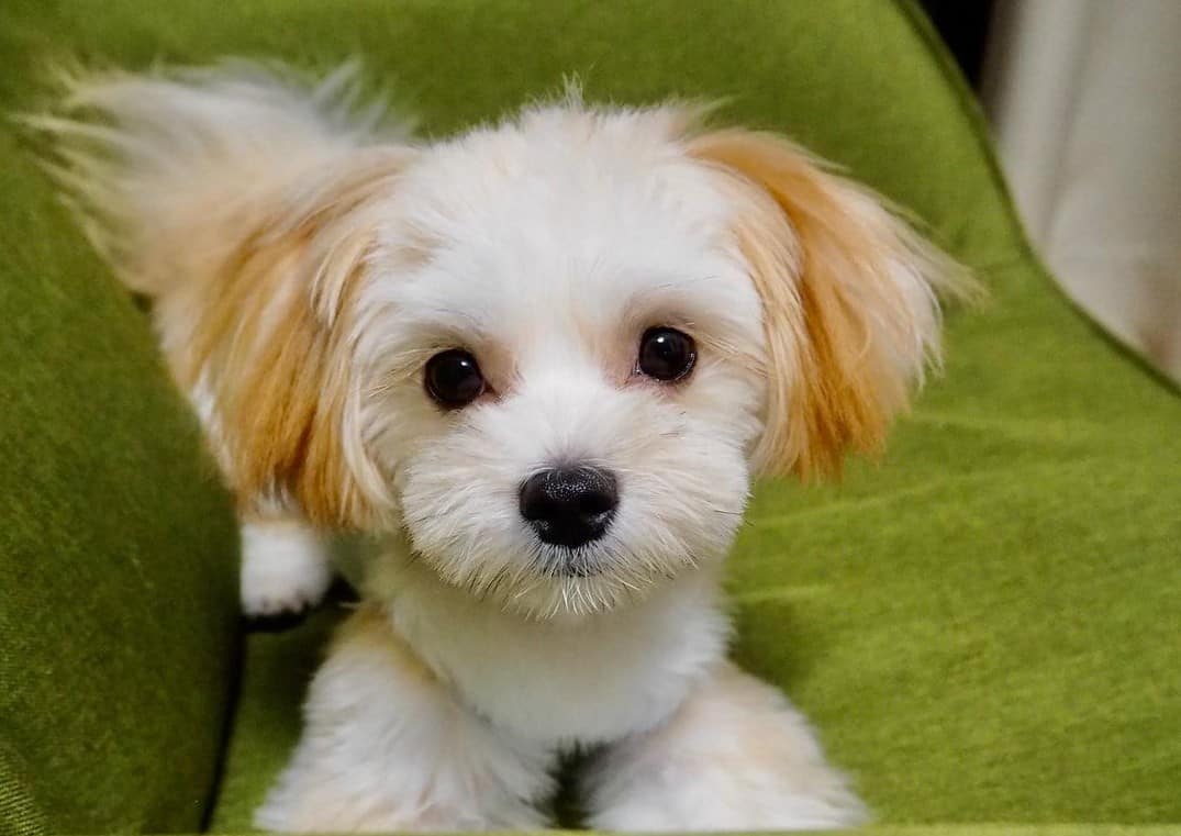 Why the Maltipom is the best choice for allergy sufferers - K9 Web