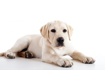 400 Best Labrador Retriever Names that are Unique and Cool - K9 Web