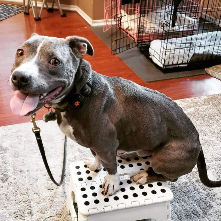 Pitbull Mixes: 40 Different Pittie Crossbreeds We Adore - K9 Web