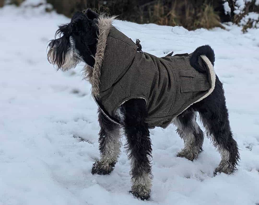 The Pocket Size Cutie: The Miniature Schnauzer - K9 Web