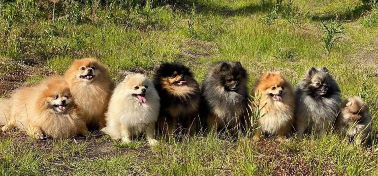 Pomeranian Colors: The Standard & Rare Pom Coat Colors - K9 Web