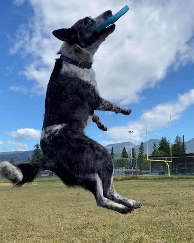 The Blue Heeler Border Collie mix: Everything you need to know - K9 Web