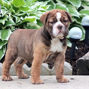 Have You Met the English Bulldog? Here’s What You Need to Know - K9 Web