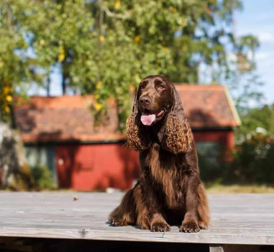 The Field Spaniel: All You Need To Know About The Dignified Show Dog ...