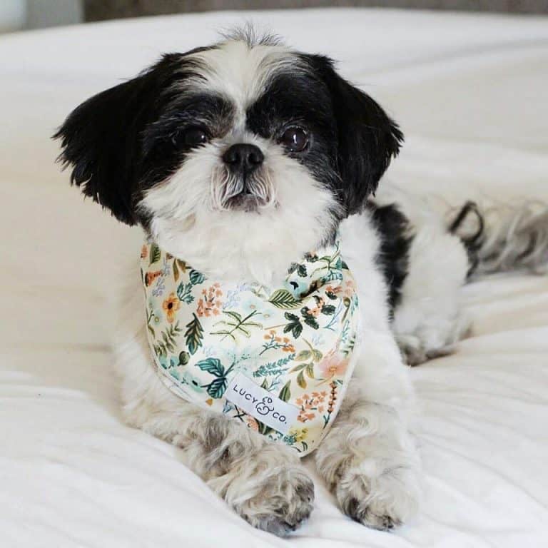 Shih Tzu Colors: The Standard & Rare Shih Tzu Coat Colors - K9 Web