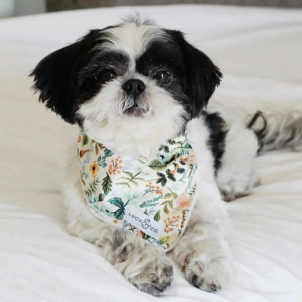 Shih Tzu Colors: The Standard & Rare Shih Tzu Coat Colors - K9 Web