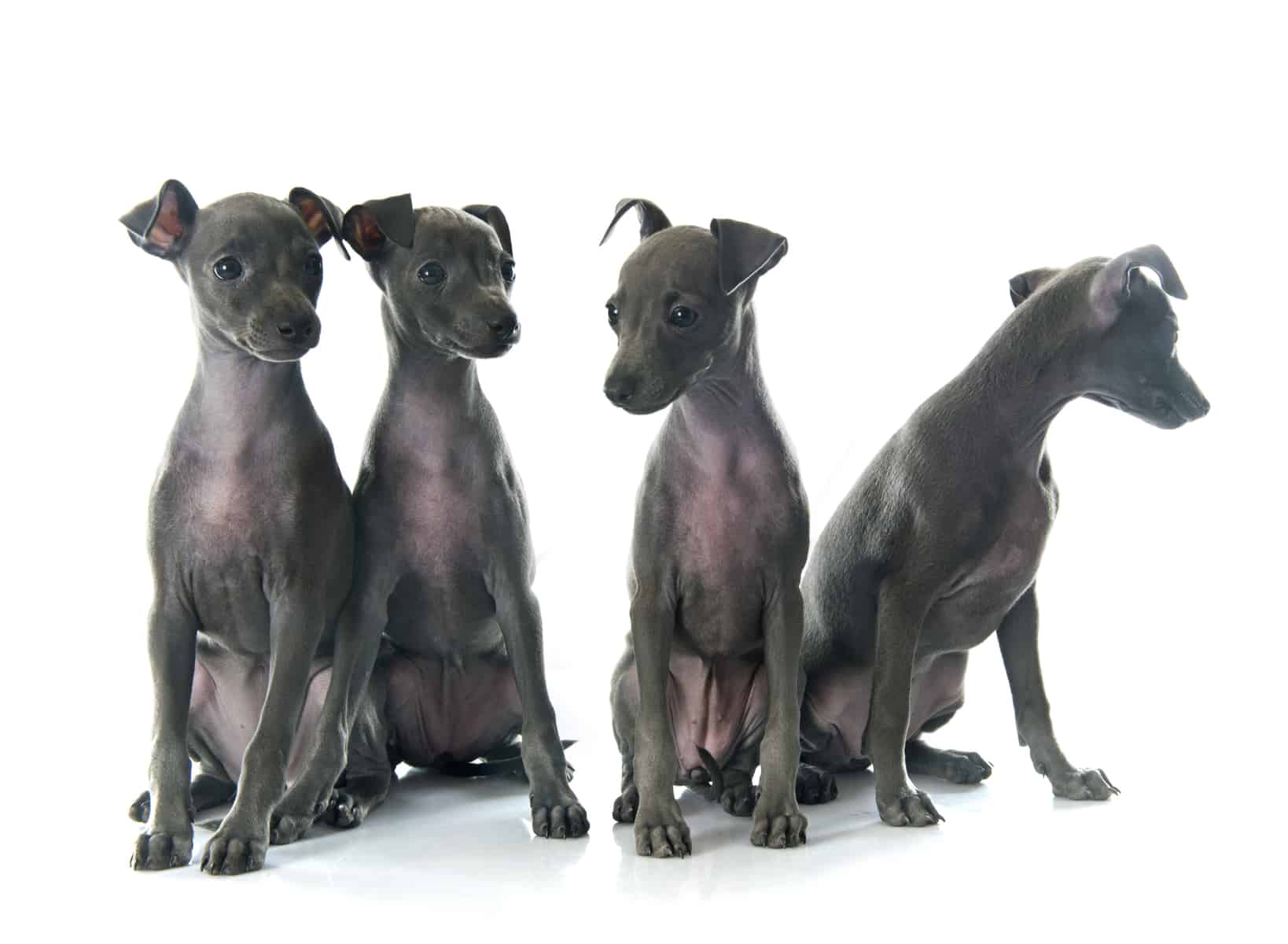 Italian Greyhounds: The speedy and charming jester of the dog world ...