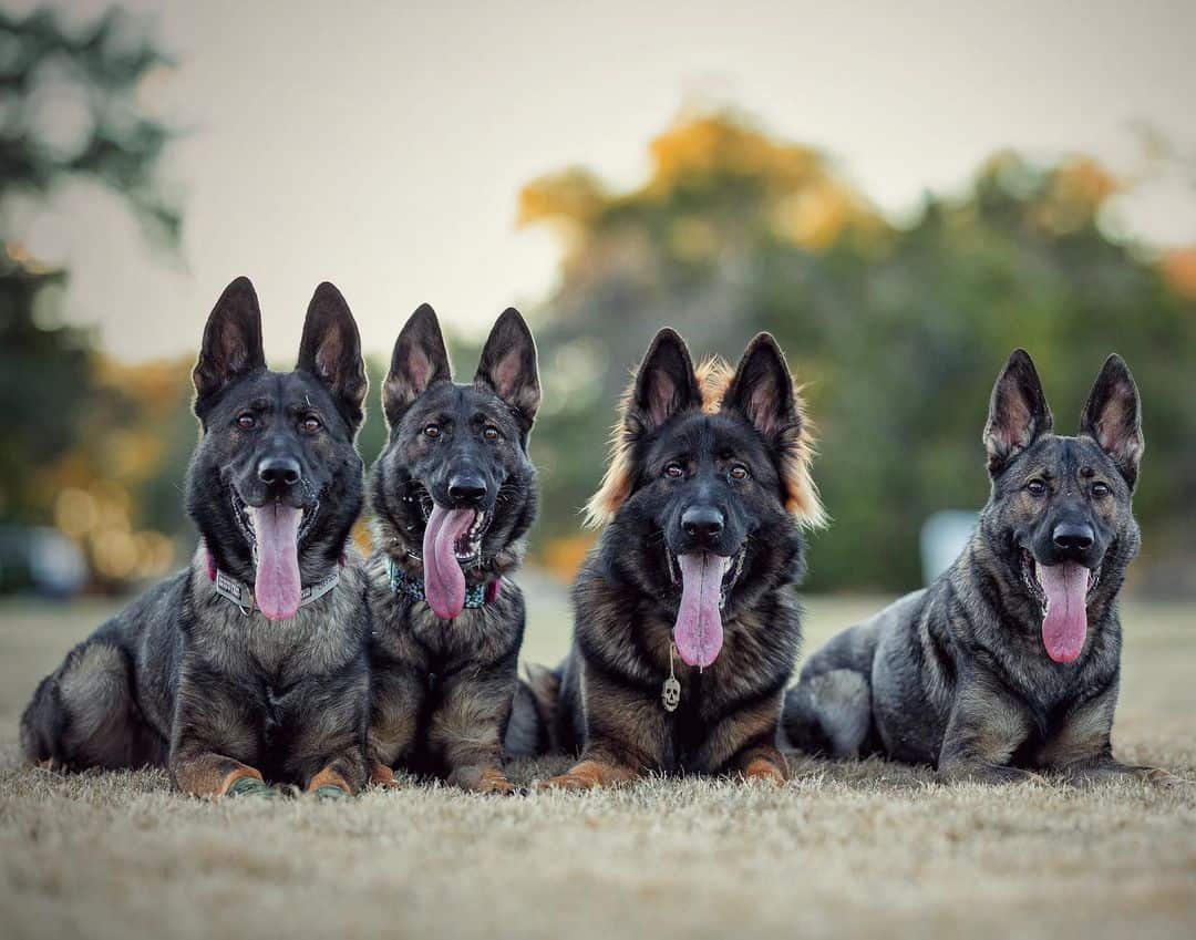 What do you know about Sable German Shepherds? - K9 Web