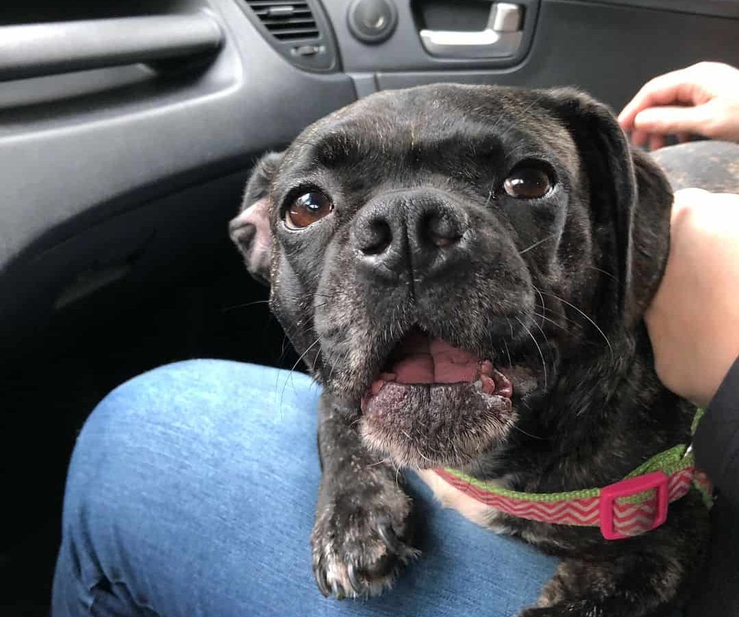 Pitbull Mixes: 40 Different Pittie Crossbreeds We Adore - K9 Web