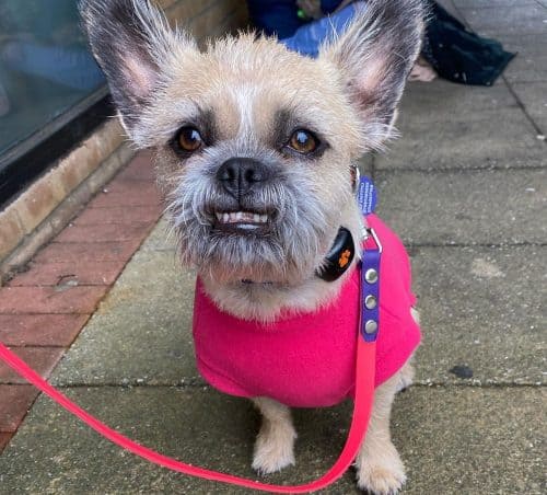 Shih Tzu Mixes: 36 Different Shih Tzu Crossbreeds - K9 Web