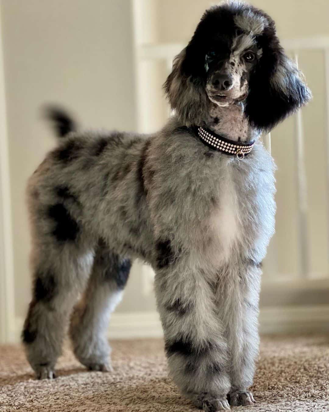 Get to know and fall in love with the poised Standard Poodle - K9 Web