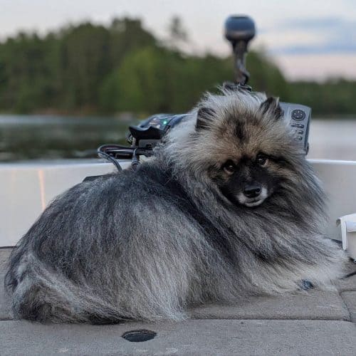 The Keeshond: Meet The Ancient Dutch Barge Dog of Your Dreams - K9 Web