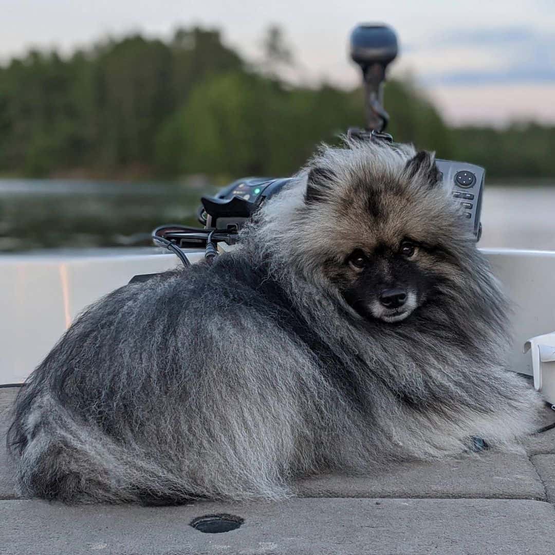 The Keeshond: Meet The Ancient Dutch Barge Dog of Your Dreams - K9 Web