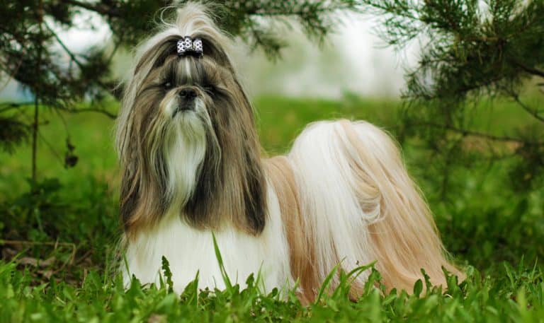 Shih Tzu Mixes: 36 Different Shih Tzu Crossbreeds - K9 Web