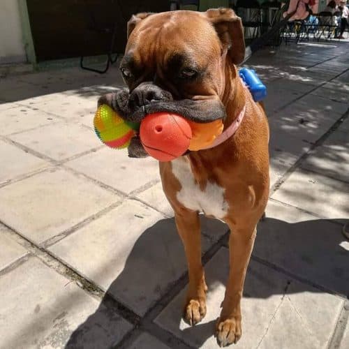 200+ Popular and Meaningful Boxer Names For Your Dog - K9 Web