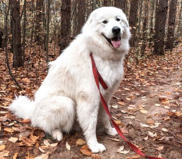 Great Pyrenees Mixes: 25 Different Pyrs Crossbreeds - K9 Web