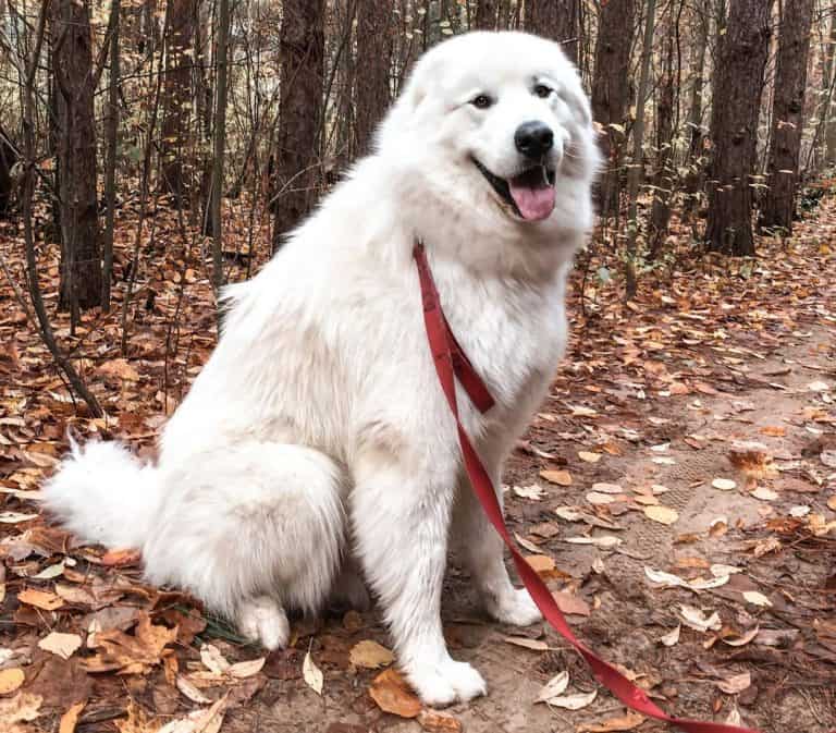 Great Pyrenees Mixes: 25 Different Pyrs Crossbreeds - K9 Web