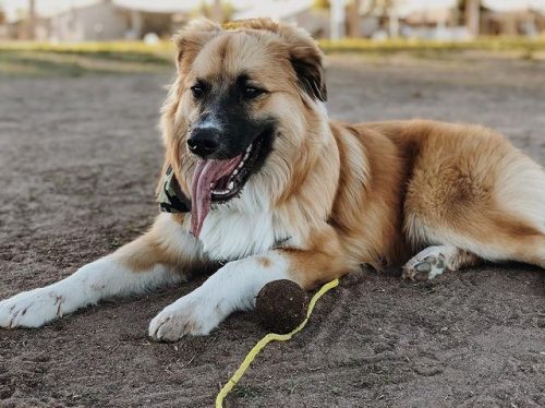 Great Pyrenees Mixes: 25 Different Pyrs Crossbreeds - K9 Web