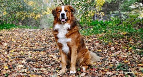 Great Pyrenees Mixes: 25 Different Pyrs Crossbreeds - K9 Web