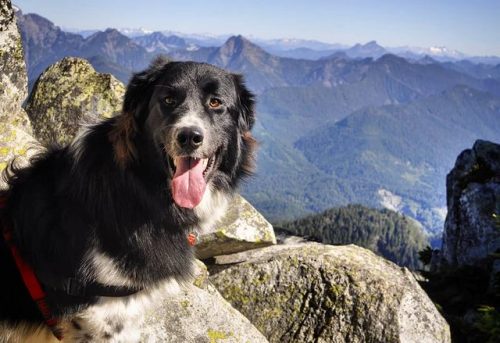 Great Pyrenees Mixes: 25 Different Pyrs Crossbreeds - K9 Web