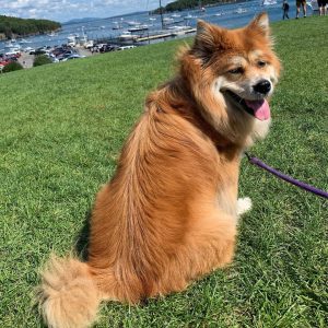 Great Pyrenees Mixes: 25 Different Pyrs Crossbreeds - K9 Web