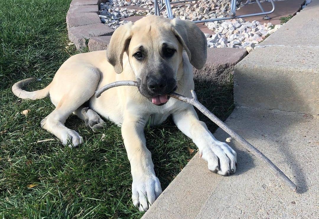 Great Pyrenees Mixes: 25 Different Pyrs Crossbreeds - K9 Web