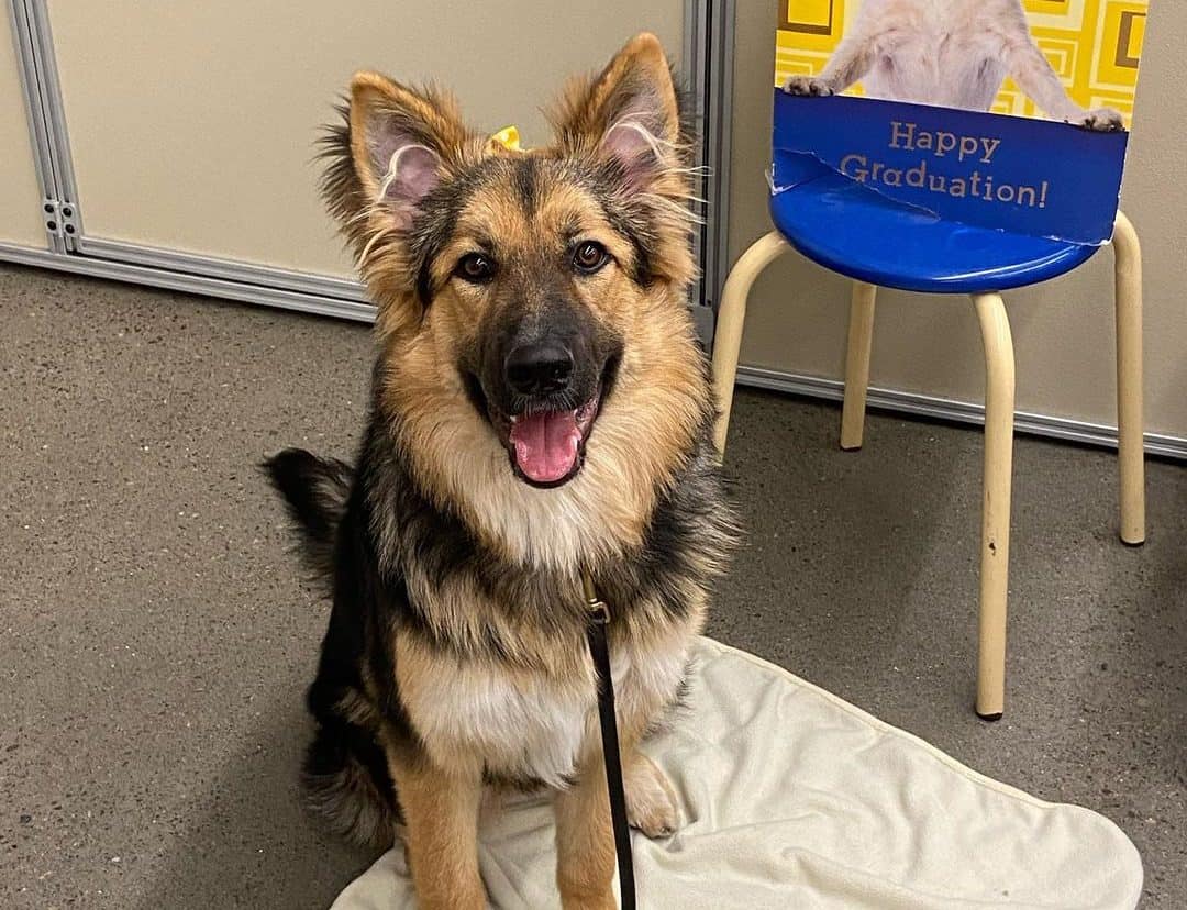 Great Pyrenees Mixes: 25 Different Pyrs Crossbreeds - K9 Web