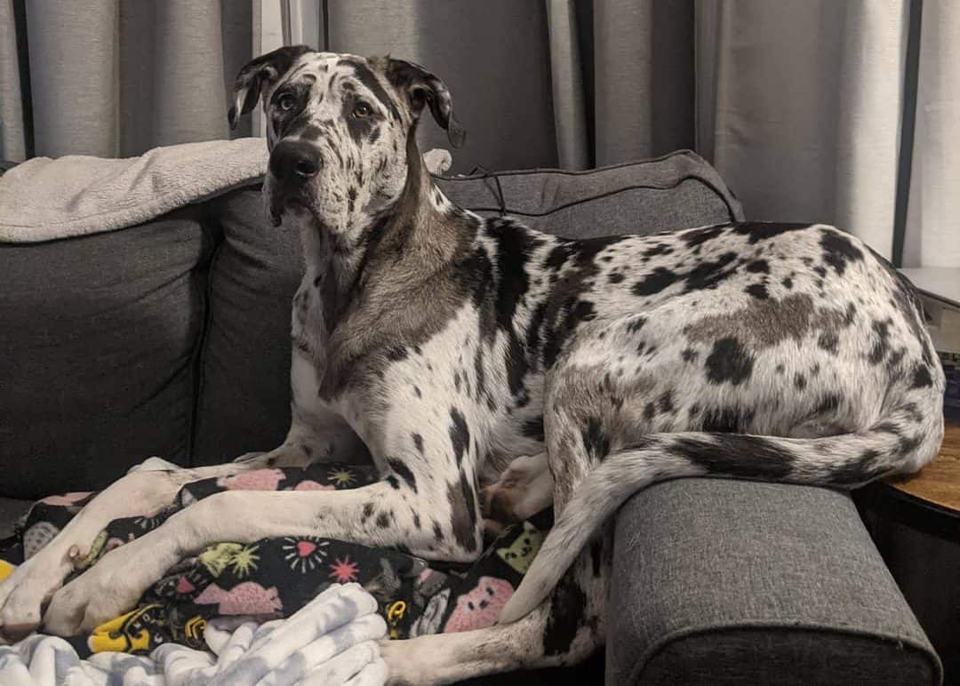 Great Pyrenees Mixes: 25 Different Pyrs Crossbreeds - K9 Web