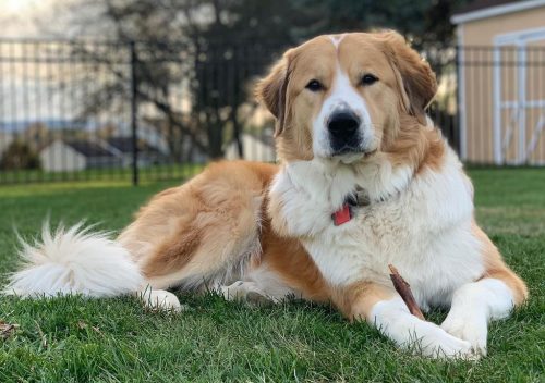 Great Pyrenees Mixes: 25 Different Pyrs Crossbreeds - K9 Web