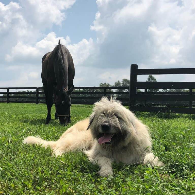 Great Pyrenees Mixes: 25 Different Pyrs Crossbreeds - K9 Web