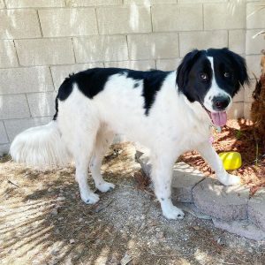 Great Pyrenees Mixes: 25 Different Pyrs Crossbreeds - K9 Web