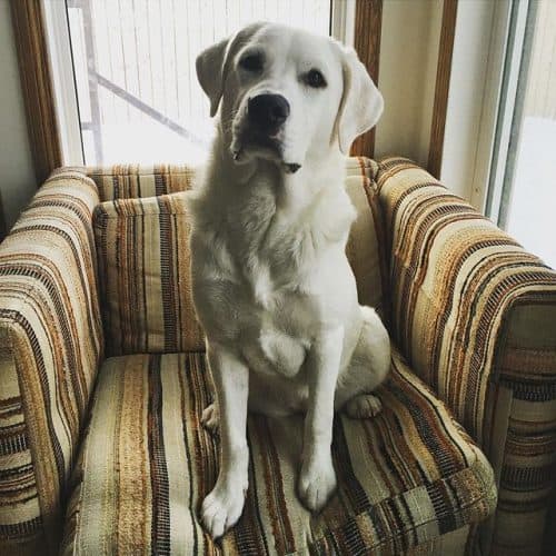 Great Pyrenees Mixes: 25 Different Pyrs Crossbreeds - K9 Web