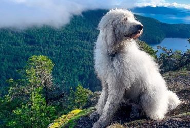 Great Pyrenees Mixes: 25 Different Pyrs Crossbreeds - K9 Web