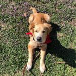 Great Pyrenees Mixes: 25 Different Pyrs Crossbreeds - K9 Web