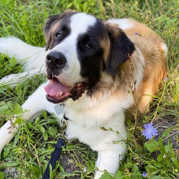 Great Pyrenees Mixes: 25 Different Pyrs Crossbreeds - K9 Web