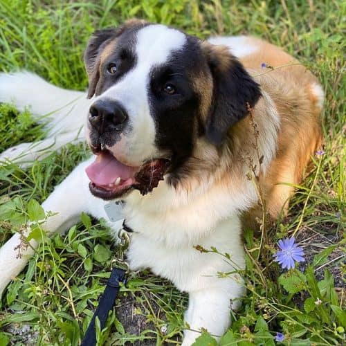 Great Pyrenees Mixes: 25 Different Pyrs Crossbreeds - K9 Web