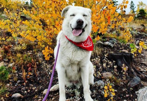 Great Pyrenees Mixes: 25 Different Pyrs Crossbreeds - K9 Web