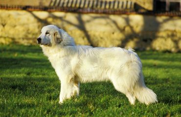 The Great Pyrenees dog: The protector with a heart of gold - K9 Web