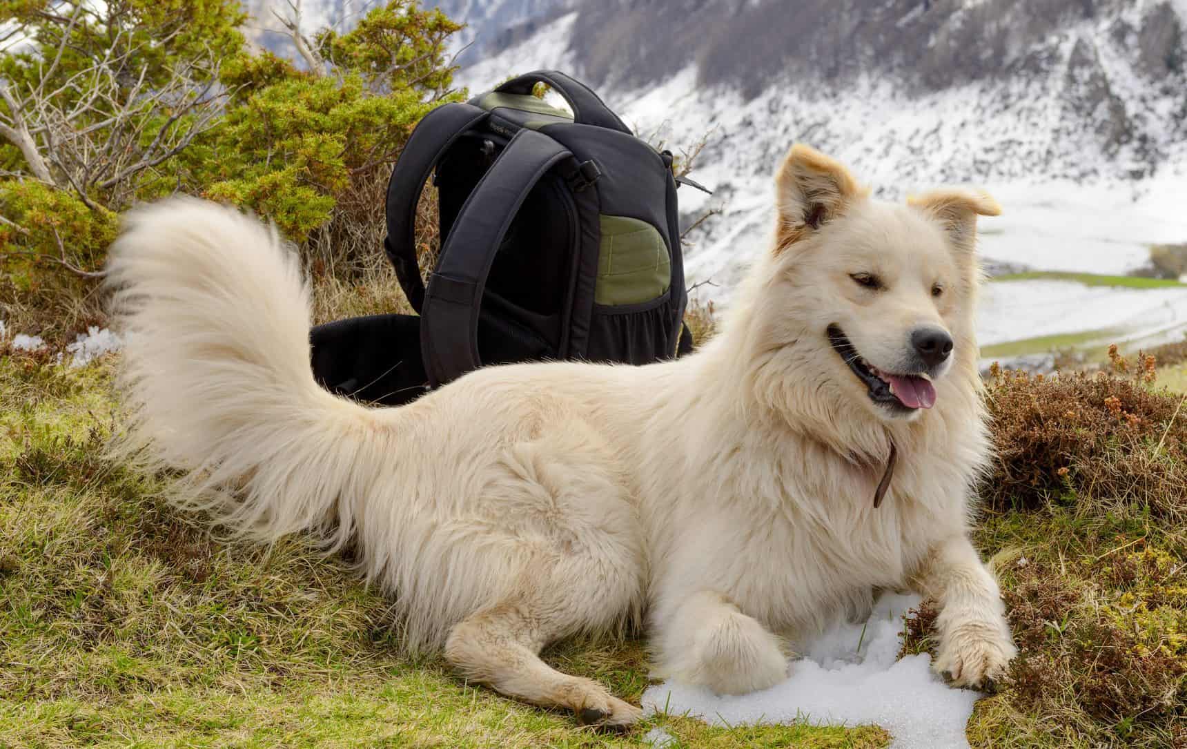 Great Pyrenees Mixes: 25 Different Pyrs Crossbreeds - K9 Web