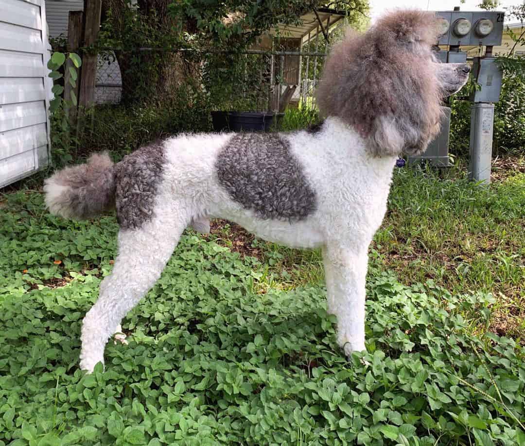 Can You Show Parti Poodles