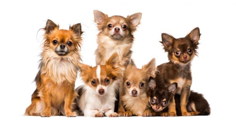 Chihuahua Growth and Weight Chart (Male & Female) - K9 Web