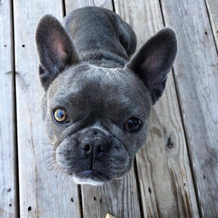 How Small is a Mini French Bulldog and Everything You Need to Know - K9 Web