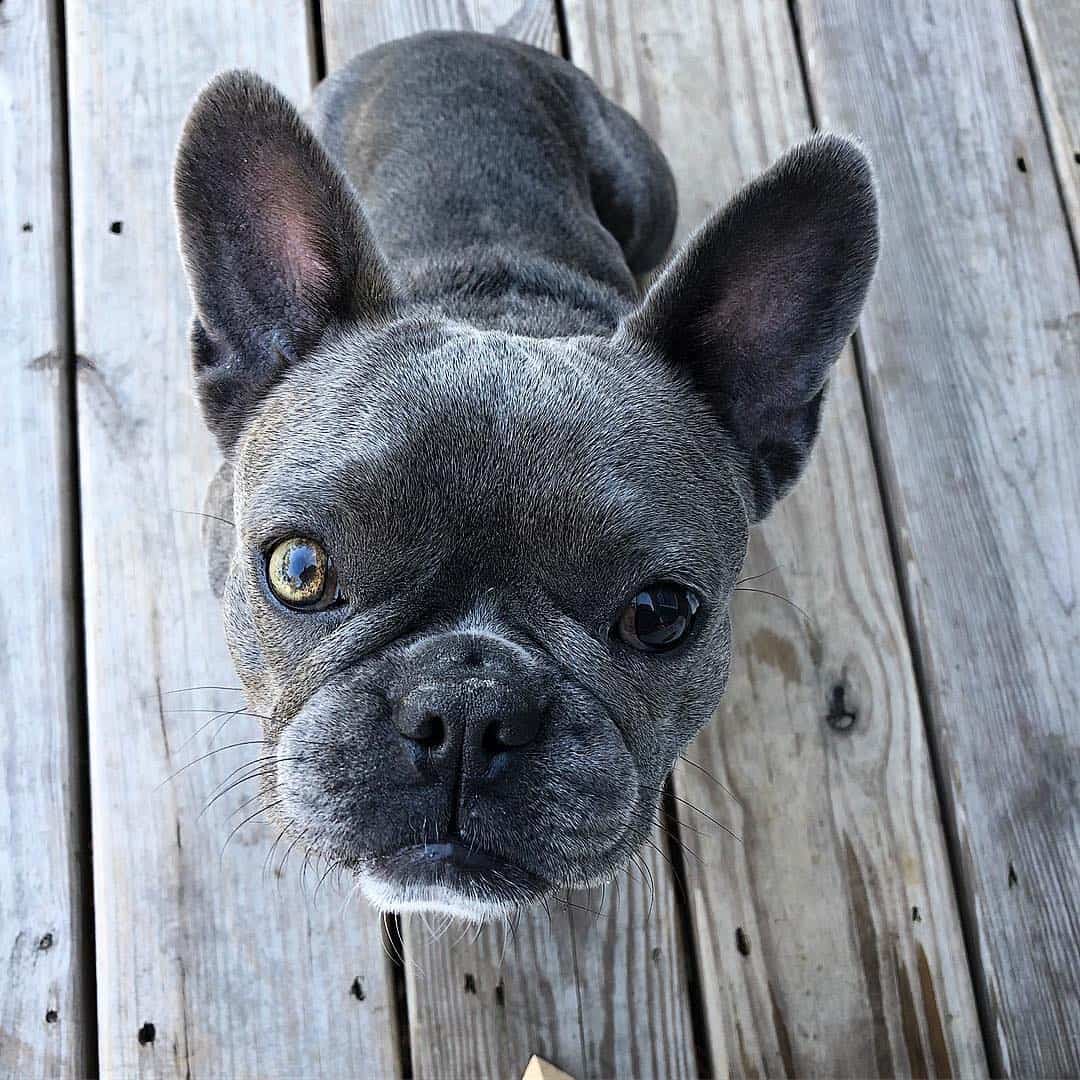 How Small is a Mini French Bulldog and Everything You Need to Know - K9 Web