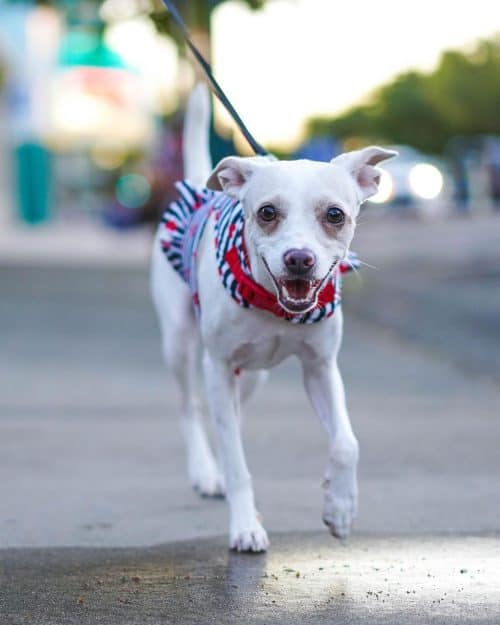 Italian Greyhounds: The speedy and charming jester of the dog world ...