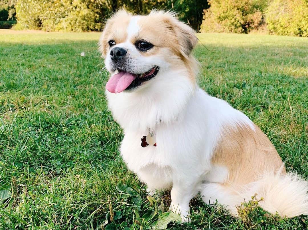 All the things you should know about the Shih Tzu mixes - K9 Web