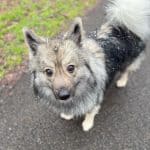 The Keeshond: Meet The Ancient Dutch Barge Dog of Your Dreams - K9 Web